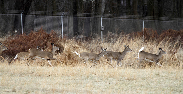 Muddy Run deer count tops 500 | News | lancasteronline.com