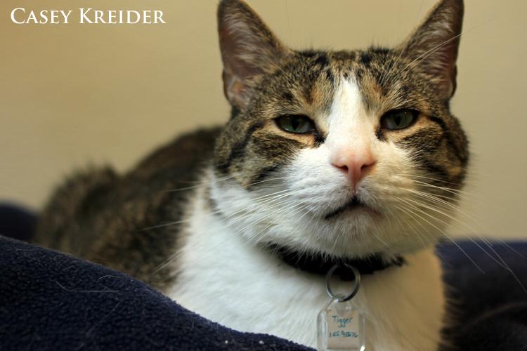 Tigger | Blogs | lancasteronline.com