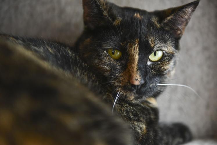 PET OF THE WEEK: Blossom could be your new best bud | Local News ...