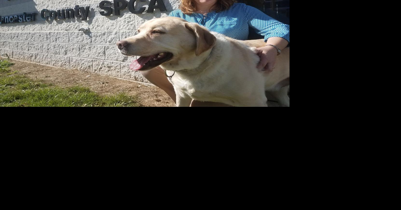 Becki Meiss takes leadership role at Lancaster County SPCA, hopes to ...