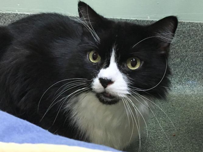 Pet of the week: Adopt Moo Moo, an 8-year-old cat who enjoys peace and ...