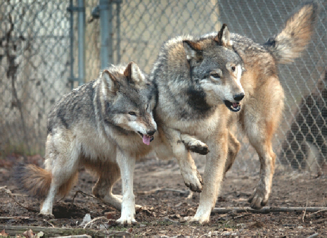 Howling Yule: Wolf sanctuary celebrates holiday | Entertainment ...