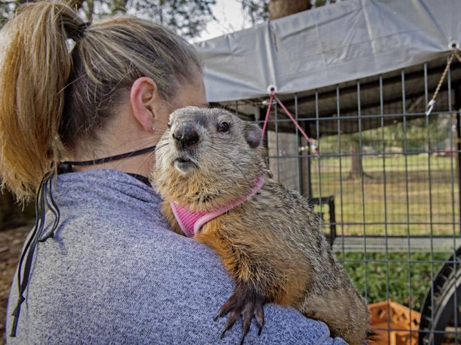 Get to know Poppy the groundhog | | lancasteronline.com