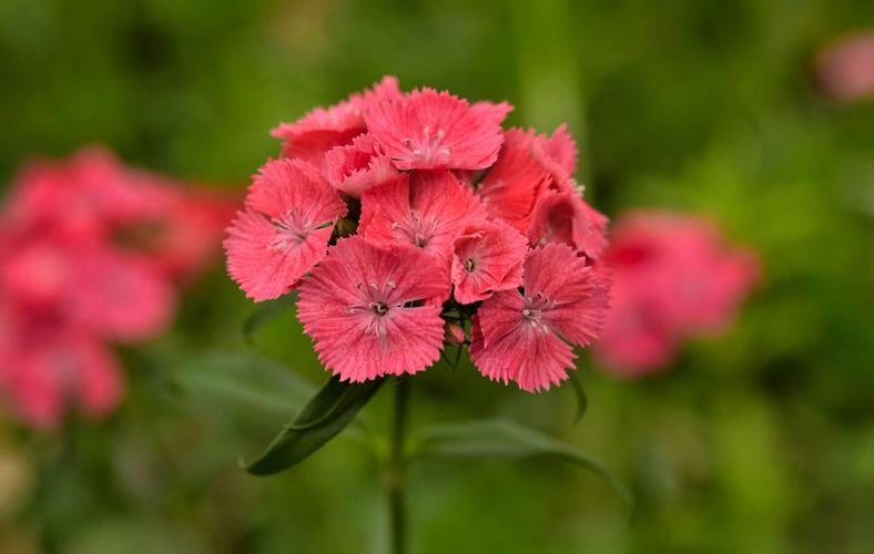 This 83-year-old Lititz flower shop still grows its own blooms [photos ...