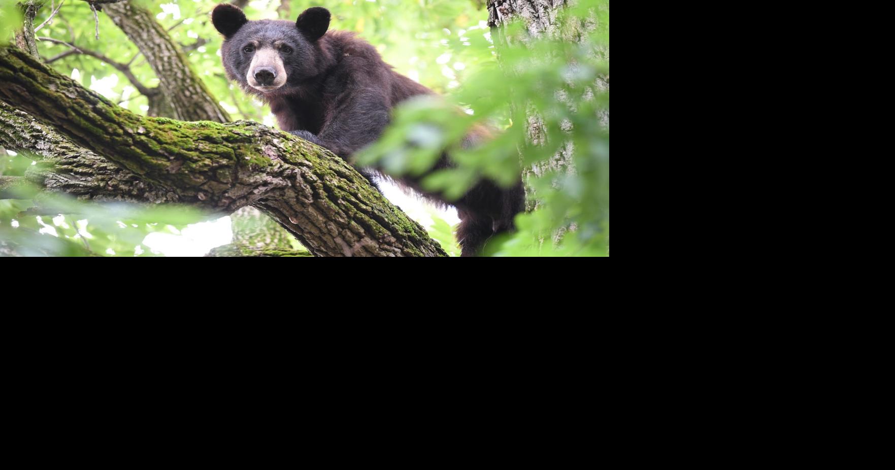 How many bears were harvested in Pa. last year, and do the hunters eat ...