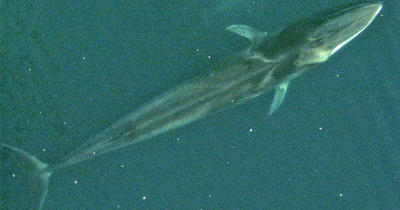 do whales have testicles