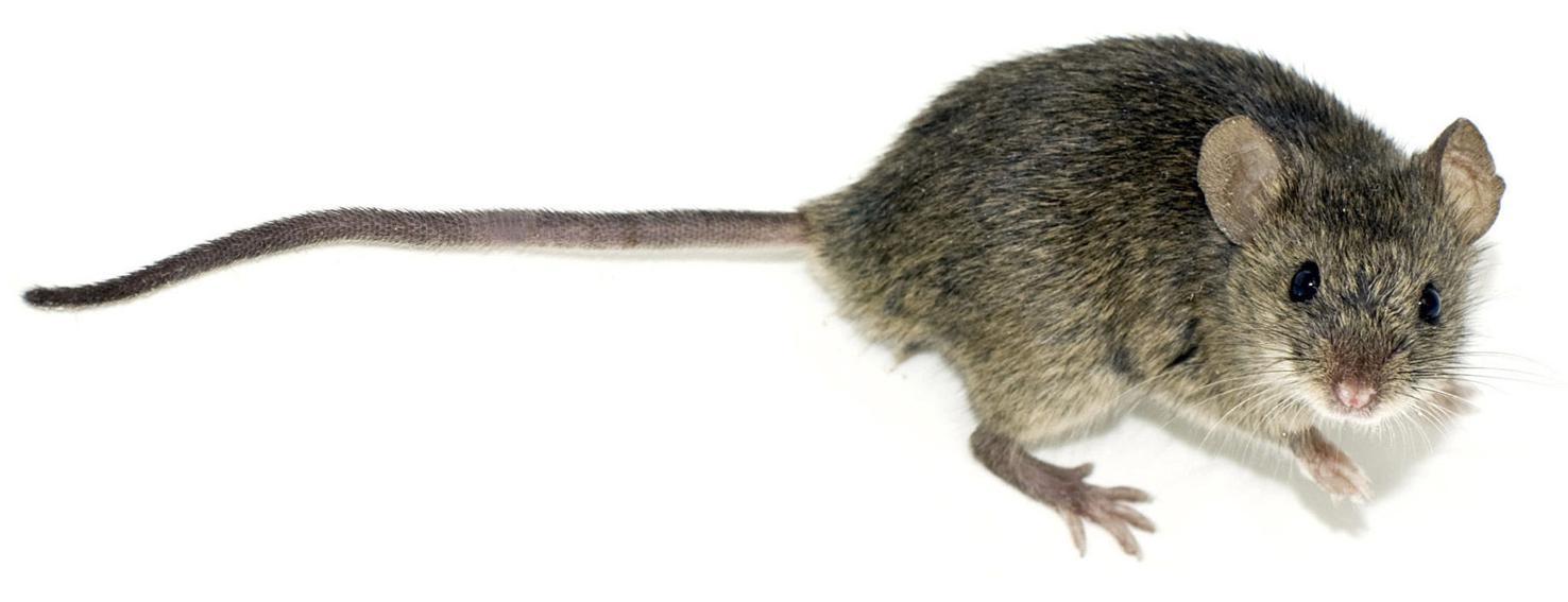 Exploding tick population could mean record Lyme disease cases in ...