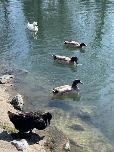 Integrated duck family in the swim at Long's Park [The Scribbler ...