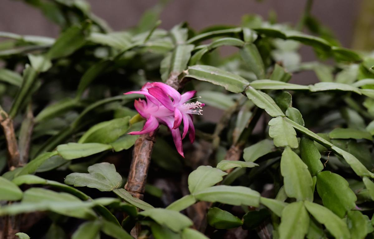 A Christmas cactus can last for generations; how to grow your own and ...