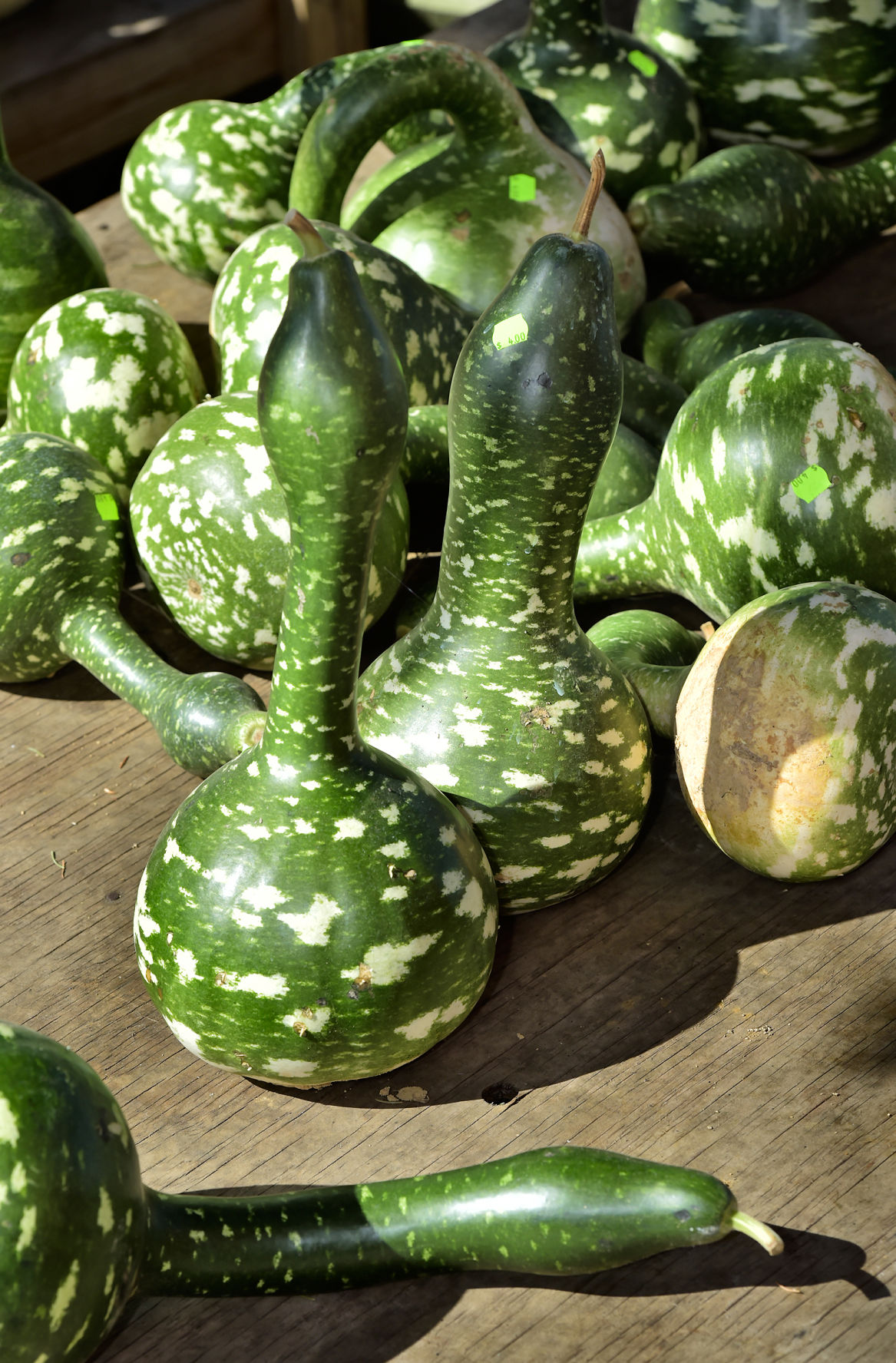 'Tis the season for decorative gourds, Lancaster County | Life ...