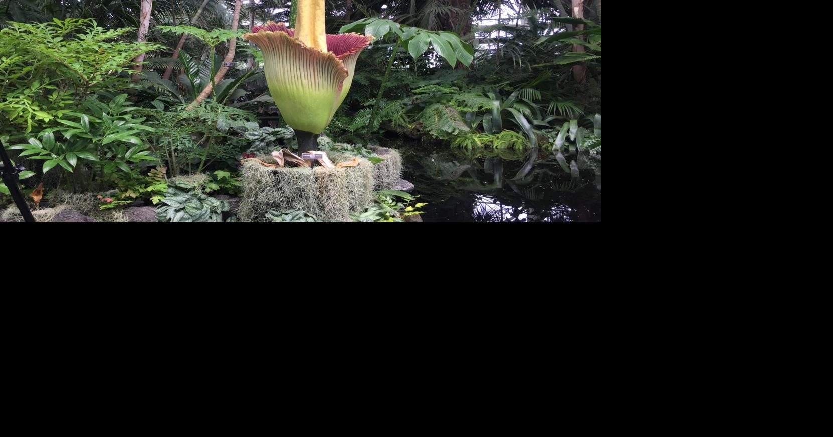 Rare and smelly corpse flower at Longwood Gardens hasn't bloomed yet ...