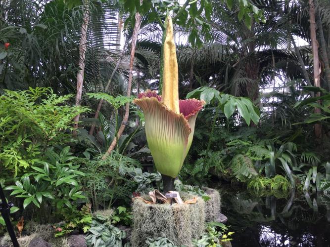 A rare, giant corpse flower will soon bloom at Longwood Gardens; here's ...