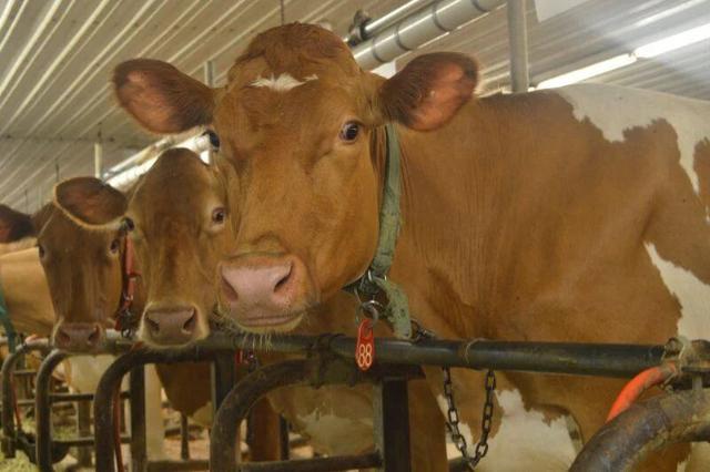 What types of cows are in Lancaster County? A guide to some of the ...