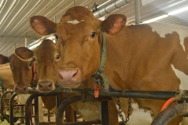 What types of cows are in Lancaster County? A guide to some of the ...