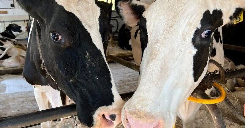 What types of cows are in Lancaster County? A guide to some of the ...
