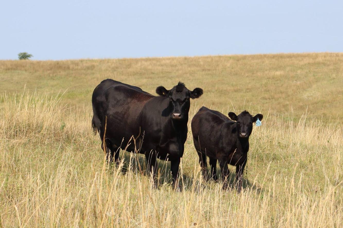 What types of cows are in Lancaster County? A guide to some of the ...
