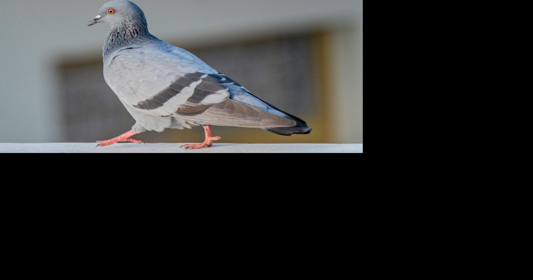 As a 12-year-old, he had an adventure breeding pigeons in 1952 [I Know ...