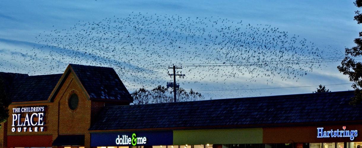 Watch: Why are thousands of black birds swarming in waves near Rockvale ...