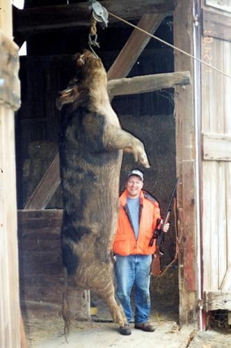 Our very own Hogzilla | News | lancasteronline.com