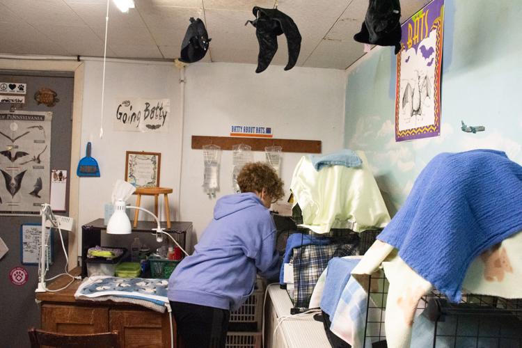 Rosemarie Curcio and her bats [photos] | | lancasteronline.com