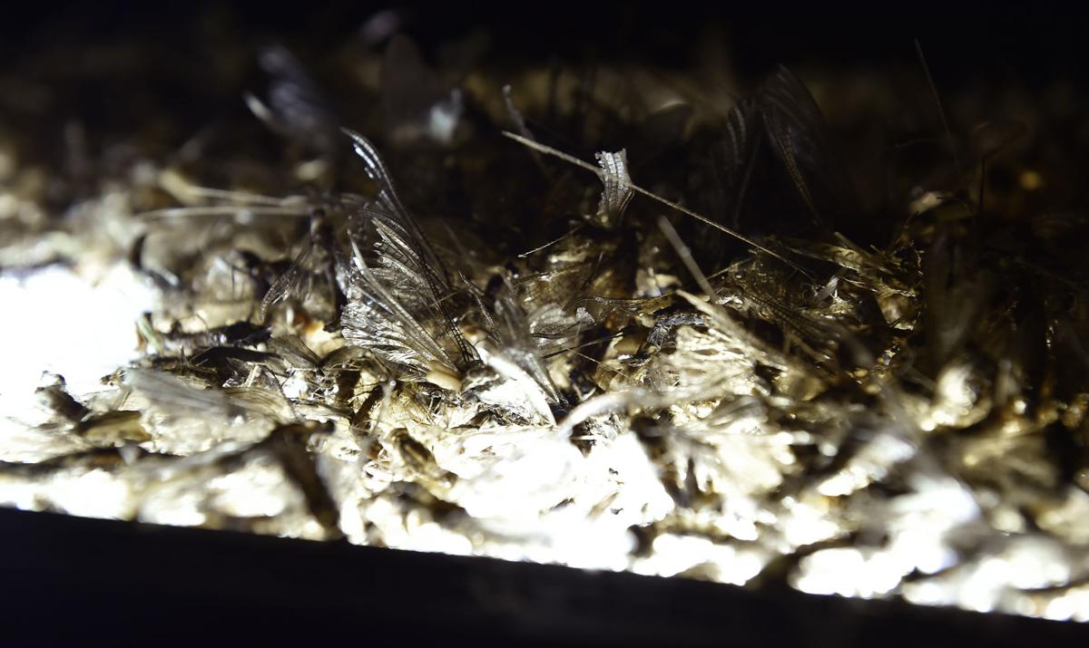 Clingy mayflies again swarm Columbia area from Susquehanna River ...