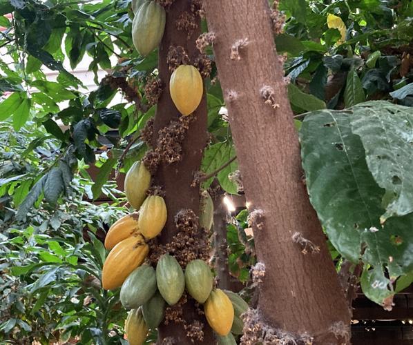 Chocolate has lessons to teach to gardeners [Master Gardener column ...