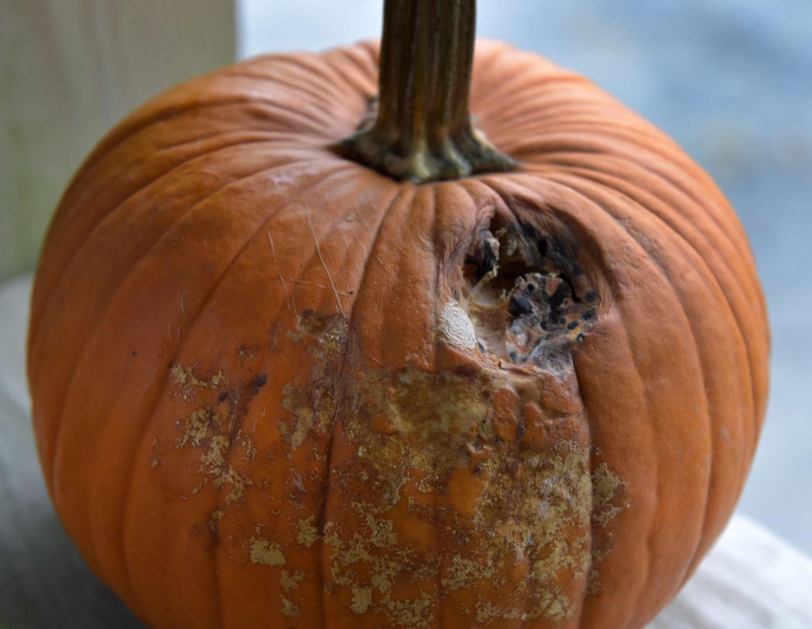 Some Lancaster County pumpkin crops are suffering from fungus and rot ...