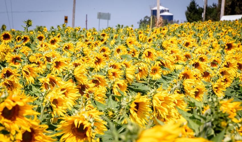 5 acres of sunflowers in bloom at Leabrook Ag's Sunflower Safari ...