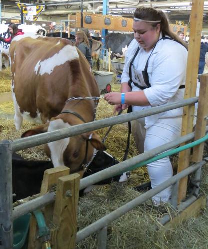 Farm Show dairy cow showing about more than ribbons | Local News ...