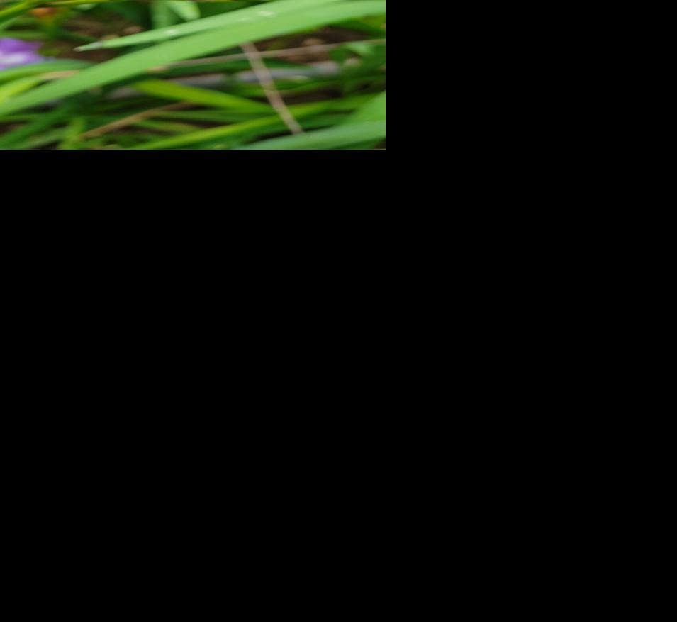 Lancaster County growers love growing these plants | Home & Garden ...