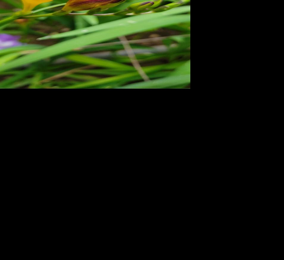 Lancaster County growers love growing these plants | Home & Garden ...