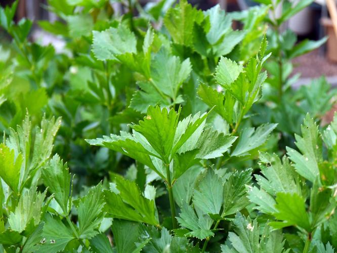 Parsley, basil and more: 5 herbs to grow indoors, year-round [photos ...