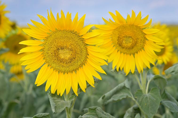 Fields of gold: Acres of sunflowers grow along Oregon Pike [photos ...