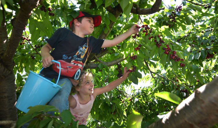 Cherry Hill Orchard Opens For Brief Cherry Harvest Season Local News