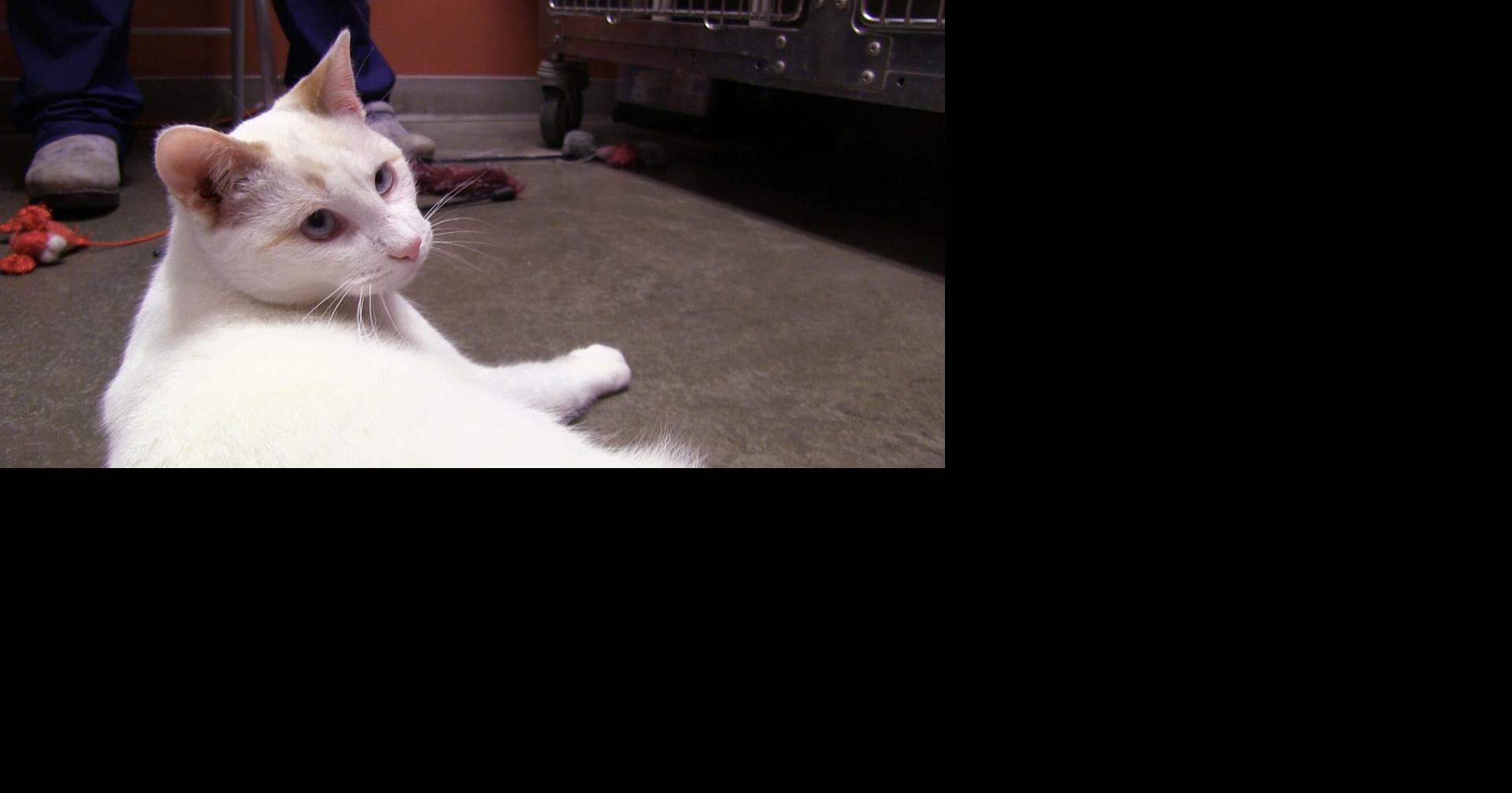 Pet of the Week - Dwight | Video | lancasteronline.com