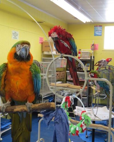 Homeless exotic birds have a sanctuary in Lancaster County | Outdoors ...