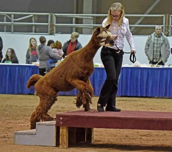 5 photos and video of alpacas competing in an obstacle course at the ...