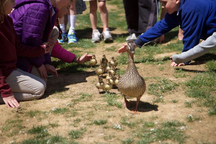 PHOTOS: Check out these adorable ducklings parading through Lancaster ...