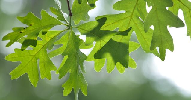 Brace for a bad allergy season in Lancaster County | Local News ...