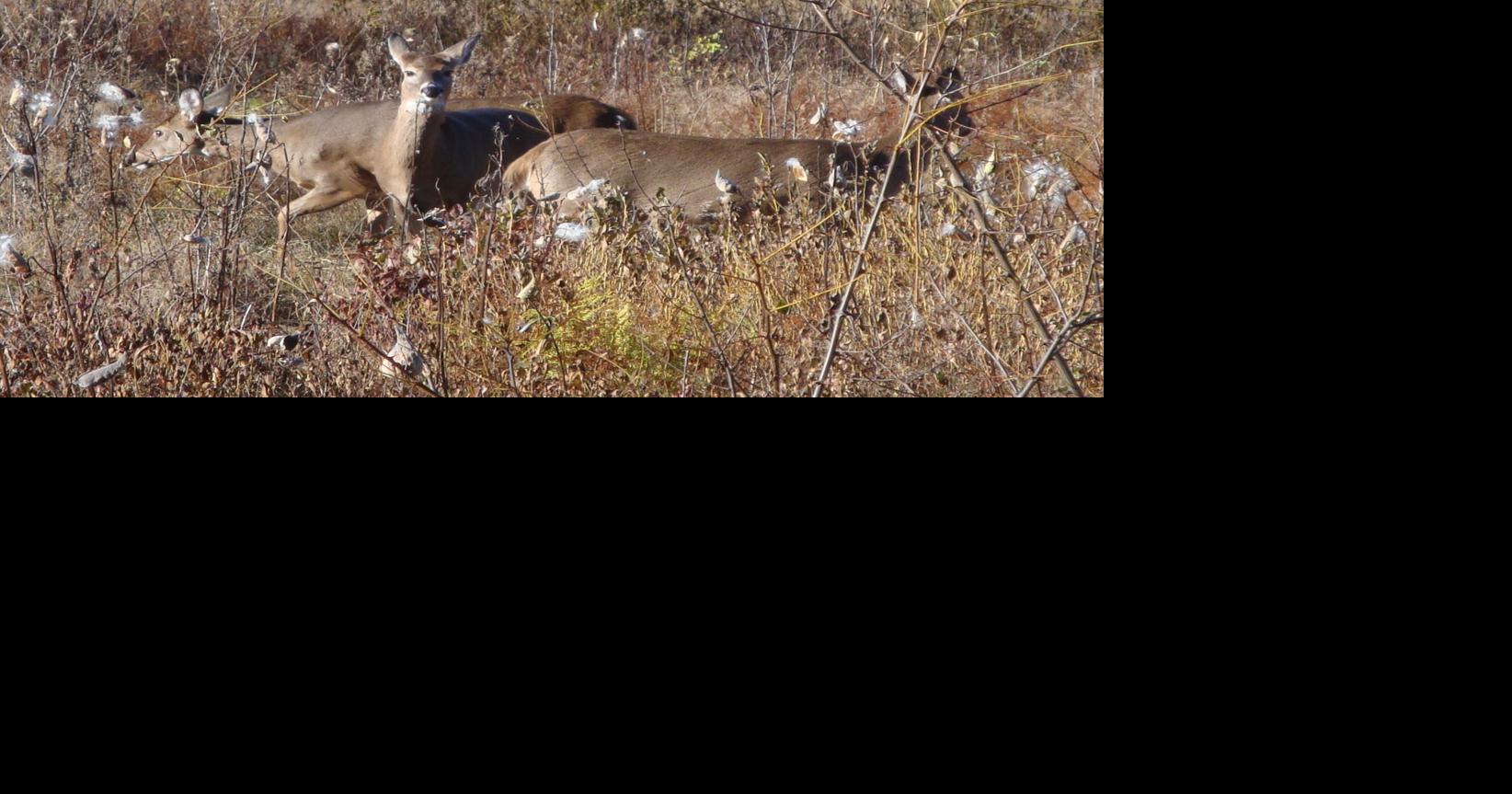 Second round of doe-tag sales opens Aug. 7; still plenty available in ...