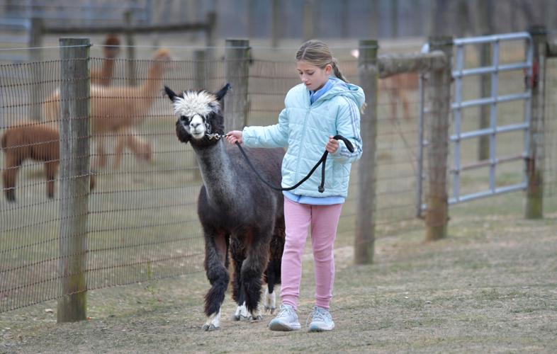Adventures for all at an alpaca open house in Mount Joy Township ...