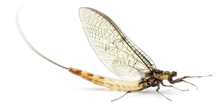 'Like a hail storm.' Mayfly blitz from new lights swarms drivers on ...