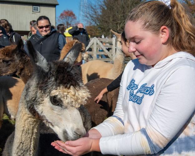 Annual open house for the Eastland Alpacas back with nearly 100 alpacas ...