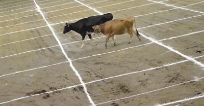 'Cow Patty Bingo' debuts at the Pennsylvania Farm Show | News ...