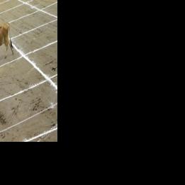 'Cow Patty Bingo' debuts at the Pennsylvania Farm Show | News ...