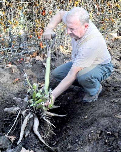 Yacón | Recipes | lancasteronline.com