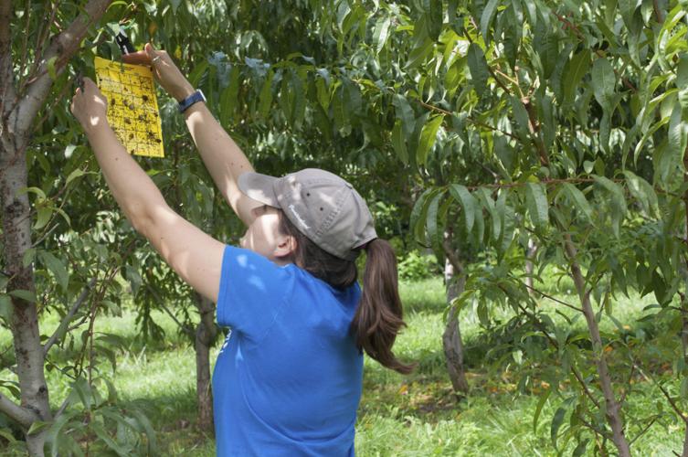 Tiny wasp found in Lancaster County orchard could be big solution to ...