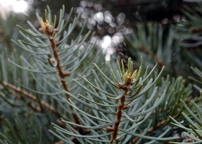 Japanese string gardens and conifers: January regional gardening ...