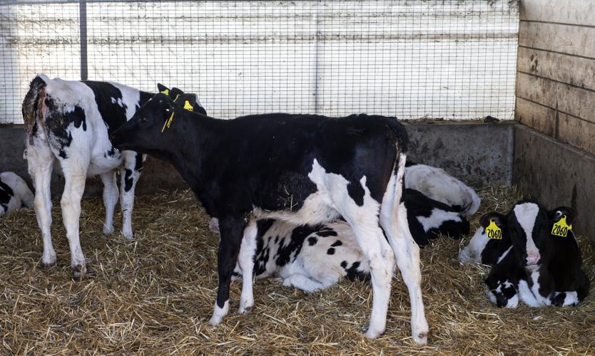 Take a look around the Lancaster County farm hosting the Pennsylvania ...