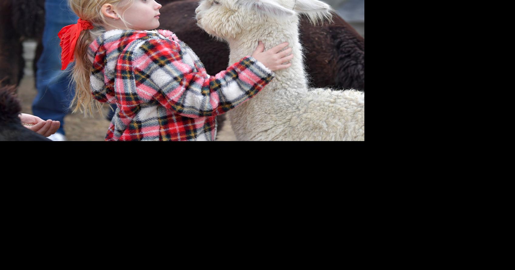 Adventures for all at an alpaca open house in Mount Joy Township ...